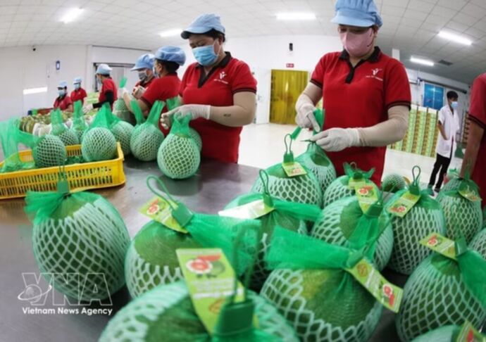 Vinh Long étend ses cultures de pamplemousses à chair verte pour l ...