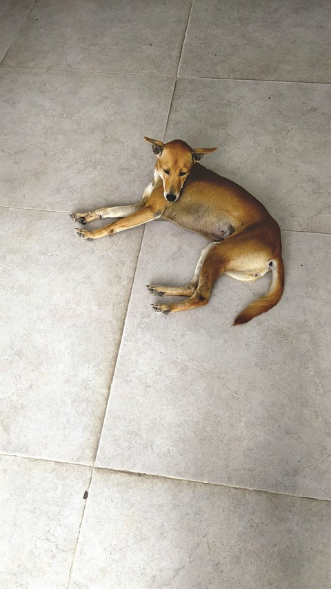 Le chien de Phu Quôc, une fierté du Vietnam