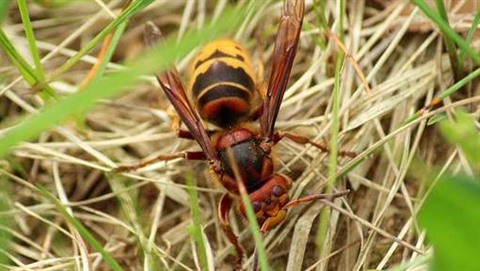 Avec des insectes tueurs, l'agriculture mondiale passe au biocontrôle