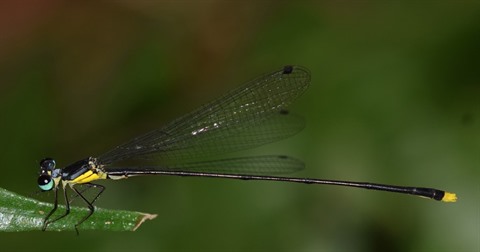 Libellules, une "mine d’or" à découvrir au Vietnam